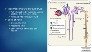 Human kidney,structure and functions of kidney | PPTX