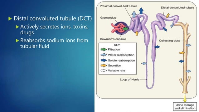Human kidney,structure and functions of kidney | PPTX | Biological ...