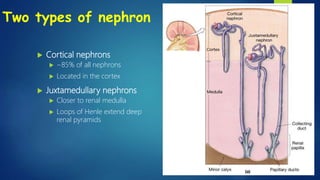 Human kidney,structure and functions of kidney | PPTX