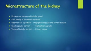Human kidney,structure and functions of kidney | PPTX