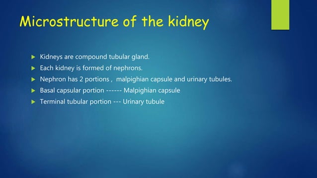 Human kidney,structure and functions of kidney | PPTX | Biological Sciences | Science
