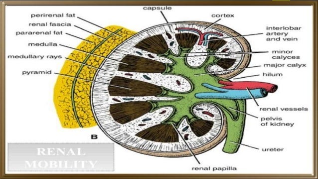 Human kidney,structure and functions of kidney