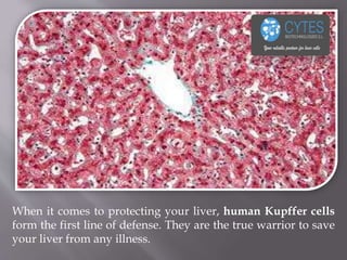 Human kupffer cells - Cytesbiotechnologies.com
