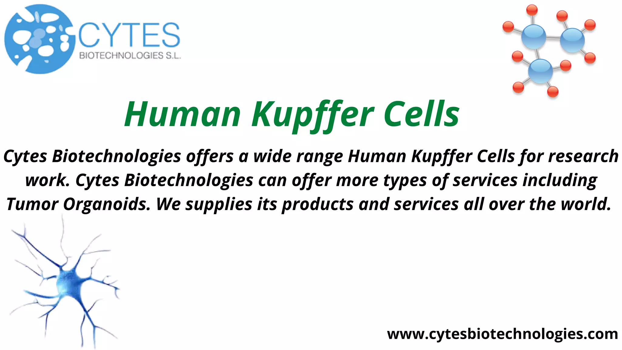 Human kupffer cells | Cytes Biotechnologies S.L | PDF
