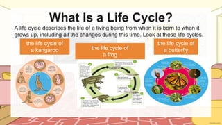 Human Life Cycle science for upper primary | PPT