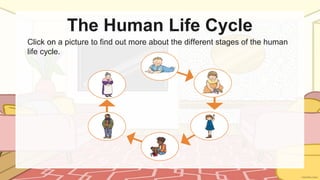 Human Life Cycle science for upper primary | PPT