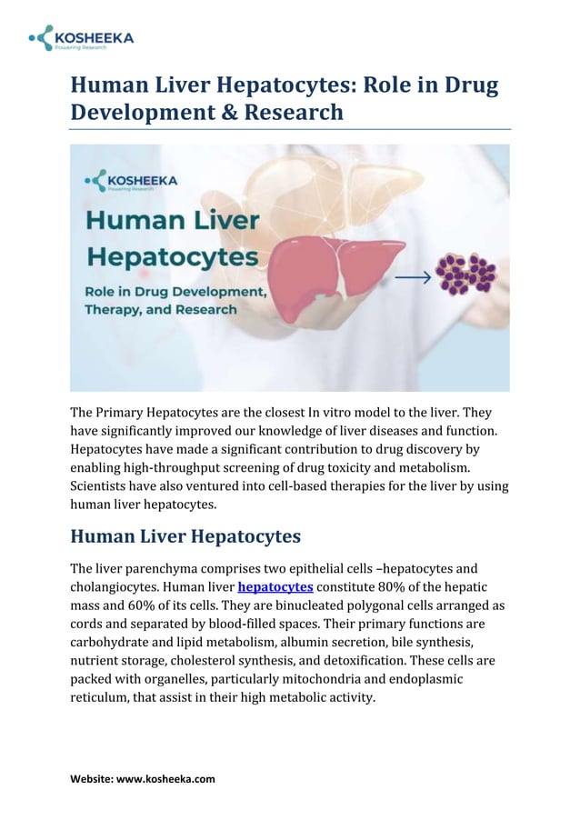Human Liver Hepatocytes: Role in Drug Development & Research | PDF