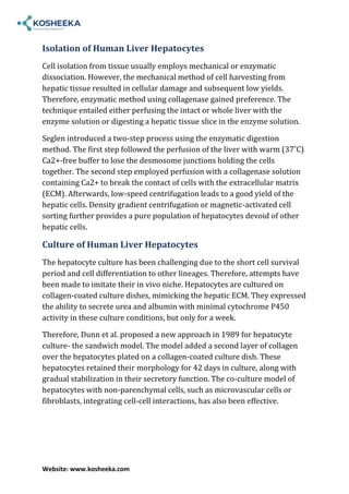 Human Liver Hepatocytes: Role in Drug Development & Research | PDF
