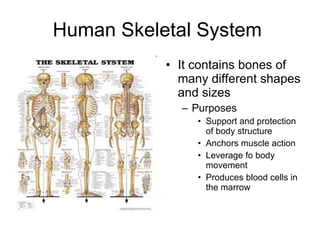 Human locomotion | PPT | Death, Injury, or Military Conflict ...