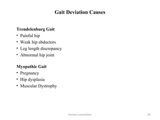 Trendelenburg Gait Video