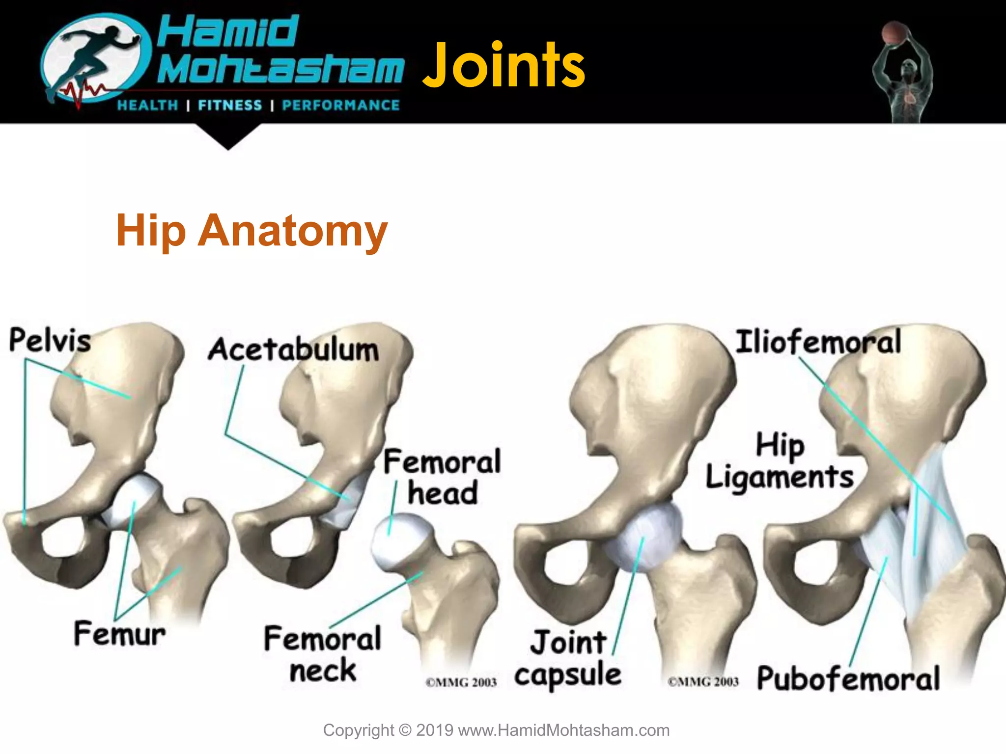 Human locomotor system | PDF