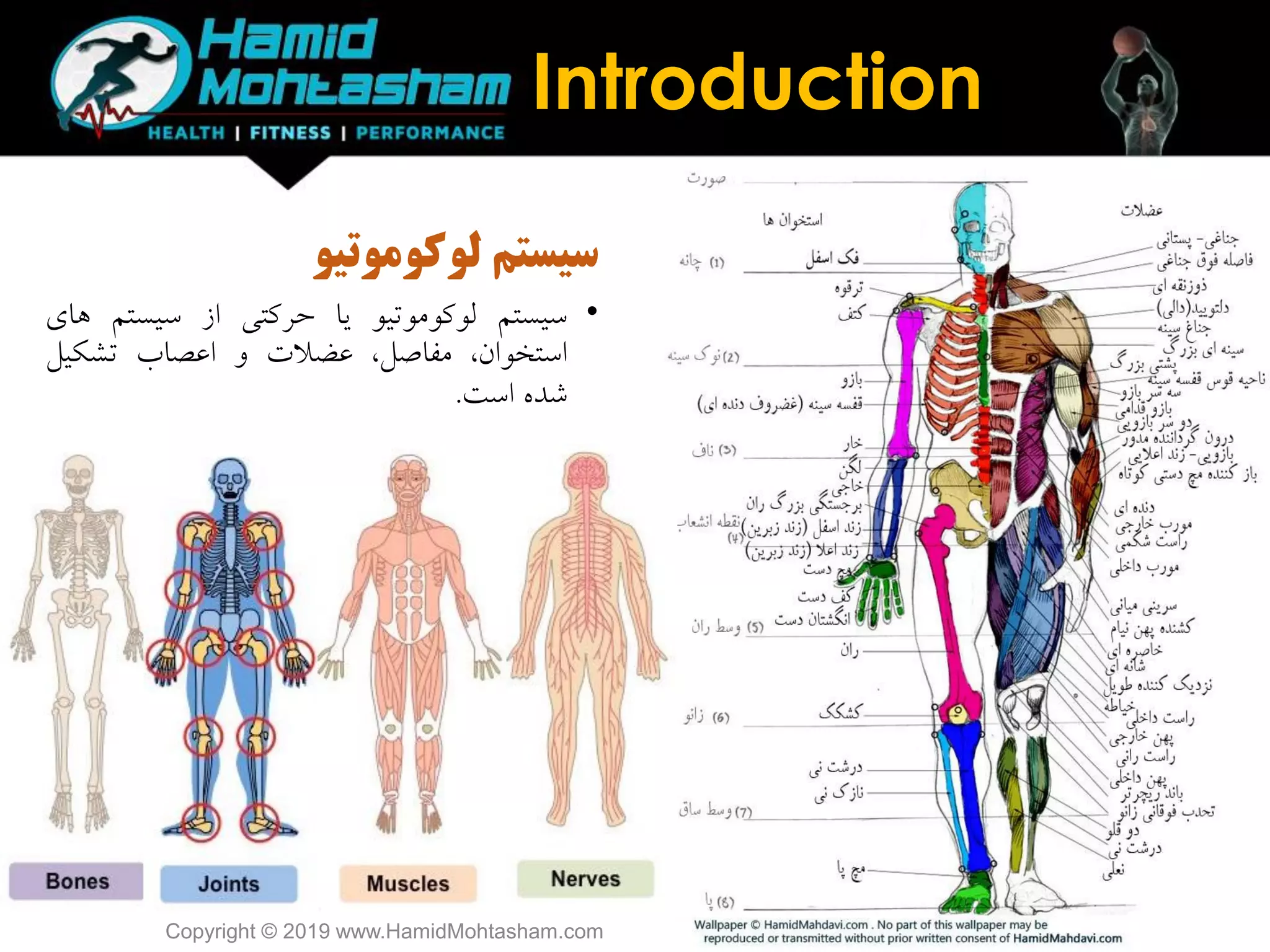 Human locomotor system | PDF
