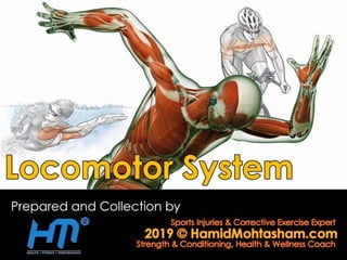 Human locomotor system | PPT