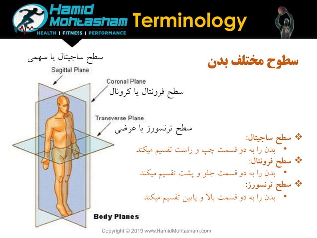 Human locomotor system | PDF