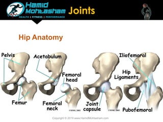 Human locomotor system | PDF