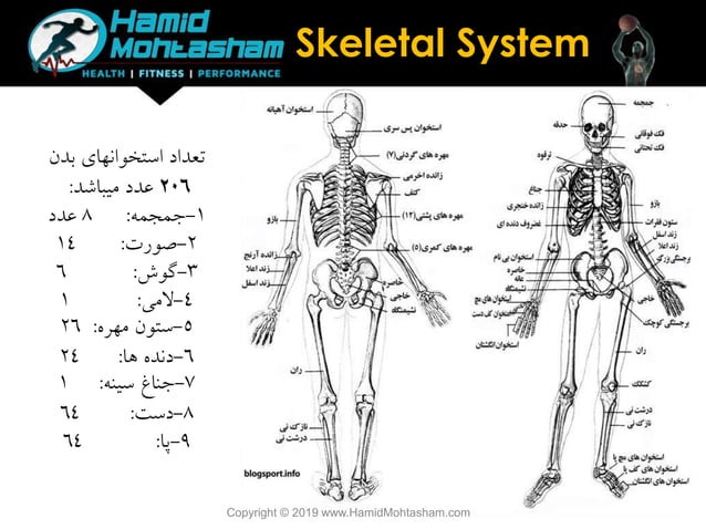 Human locomotor system | PDF