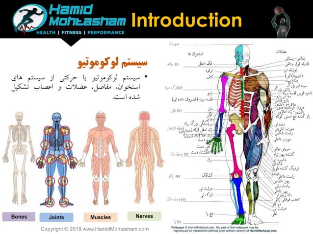 Human locomotor system | PDF