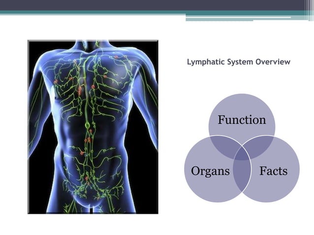 Human Lymphatic System | PPT