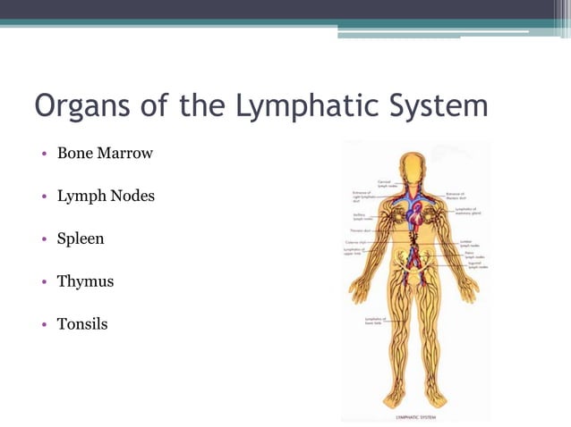 Human Lymphatic System | PPT