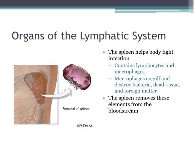 Human Lymphatic System | PPT