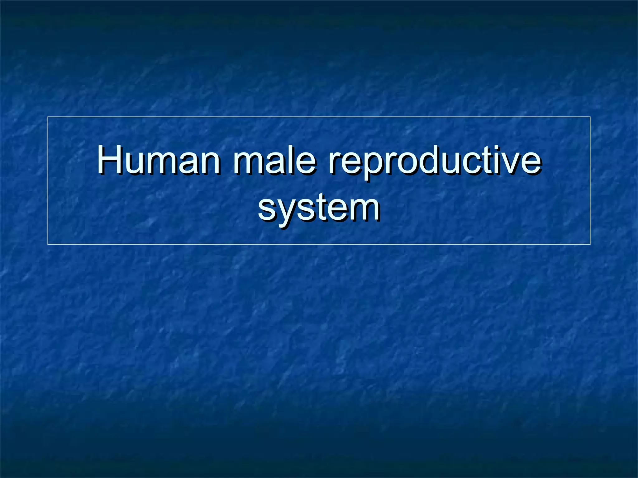 Human male reproductive system | PPT