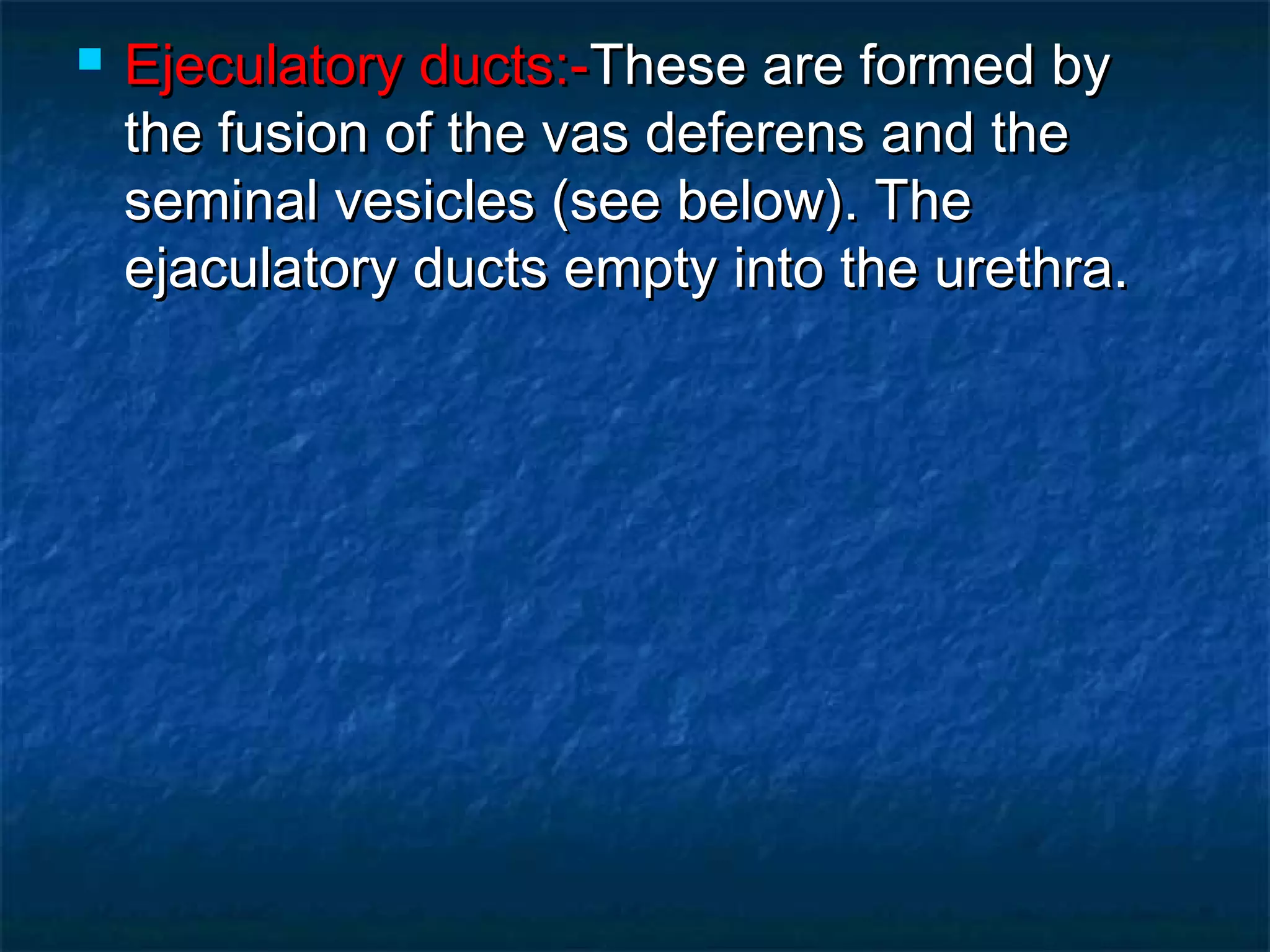 Human male reproductive system | PPT