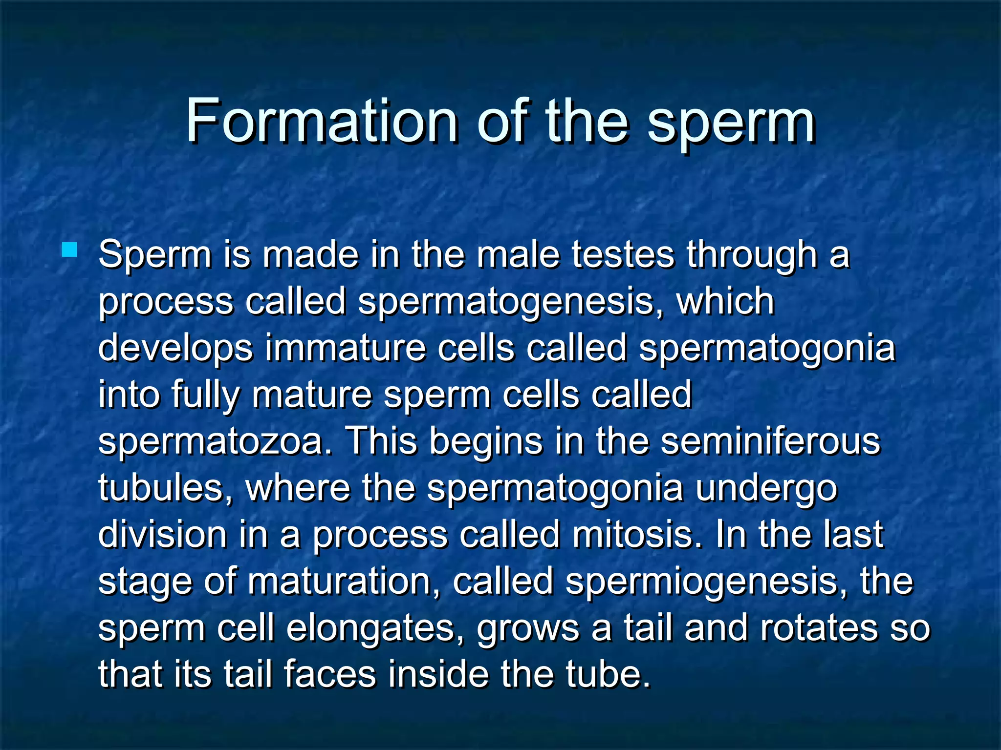 Human male reproductive system | PPT