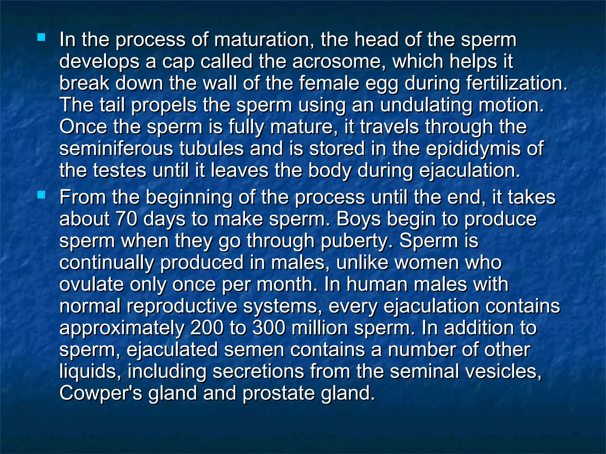 Human male reproductive system | PPT