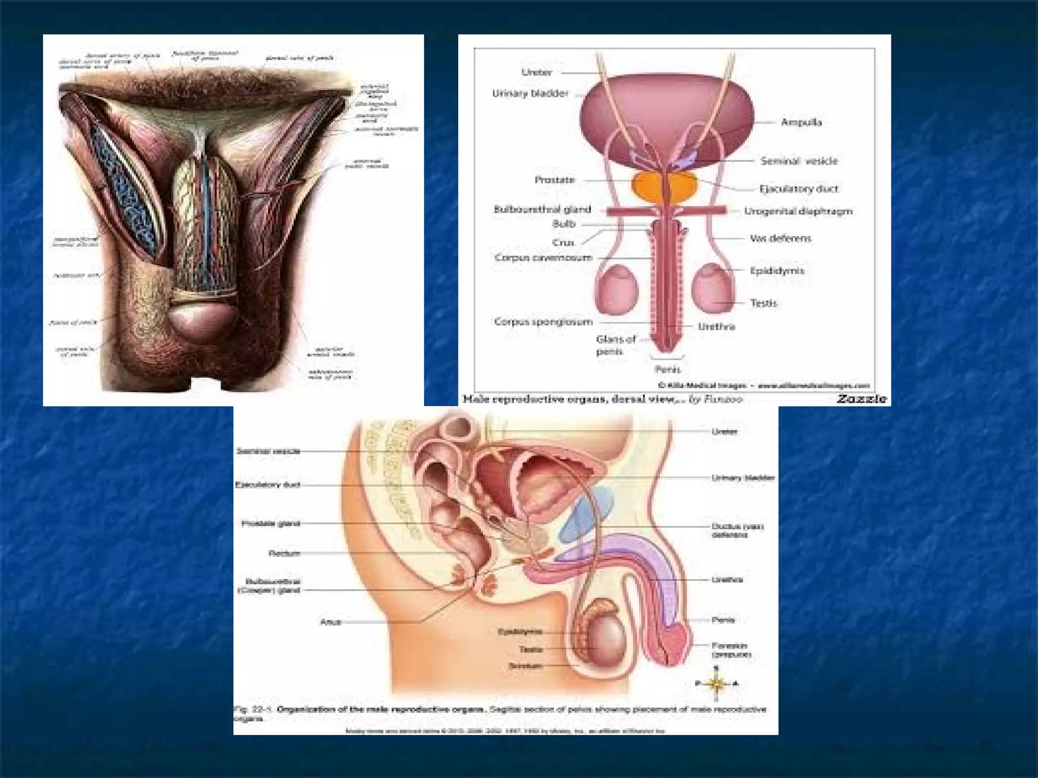 Human male reproductive system | PPT