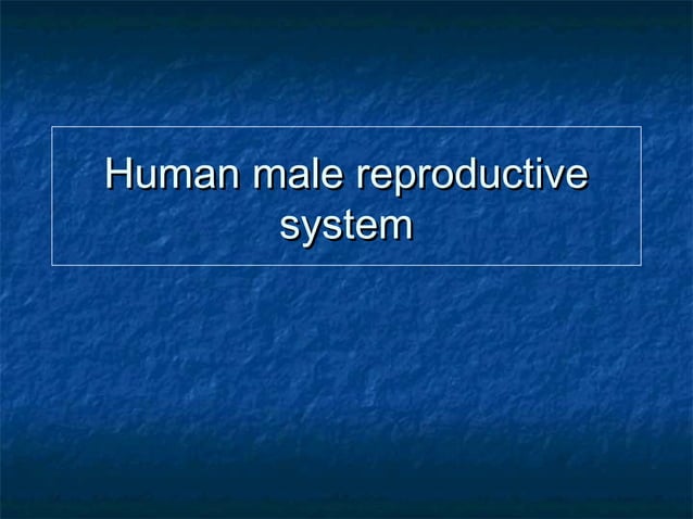 Human male reproductive system | PPT | Infertility | Reproductive Health