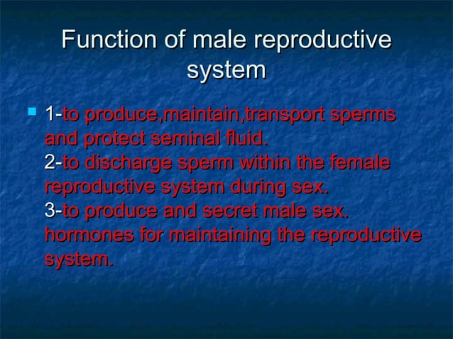 Human male reproductive system | PPT | Infertility | Reproductive Health