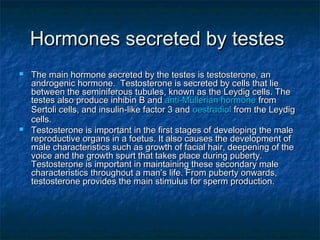 Human male reproductive system | PPT