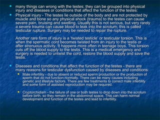 Human male reproductive system | PPT