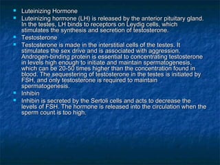 Human male reproductive system | PPT