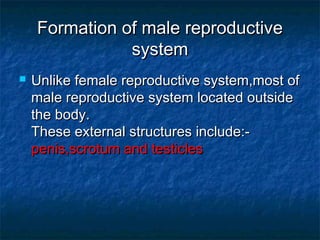 Human male reproductive system | PPT