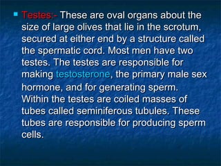 Human male reproductive system | PPT