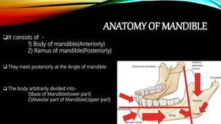 Human mandible | PPTX