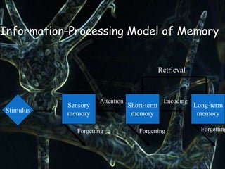Human memory | PPT