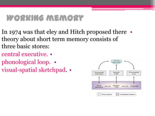 Human memory | PPT