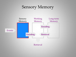 Human Memory | PPTX