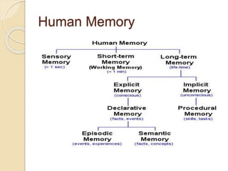 Human Memory Model