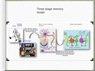 Human memory systems | PPTX