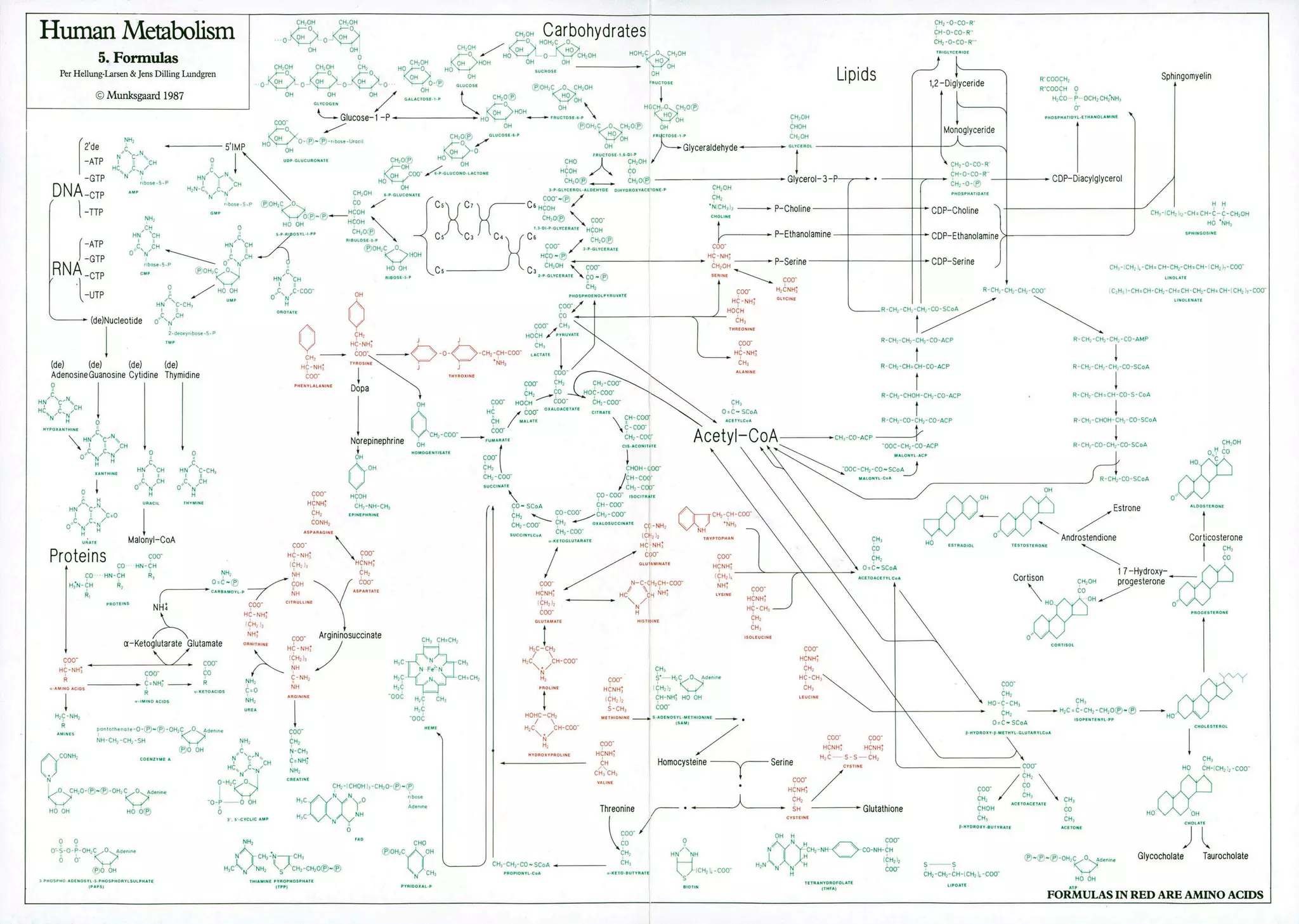 Human metabolism manual, map, enymes, hormones, pathways etc | PDF ...