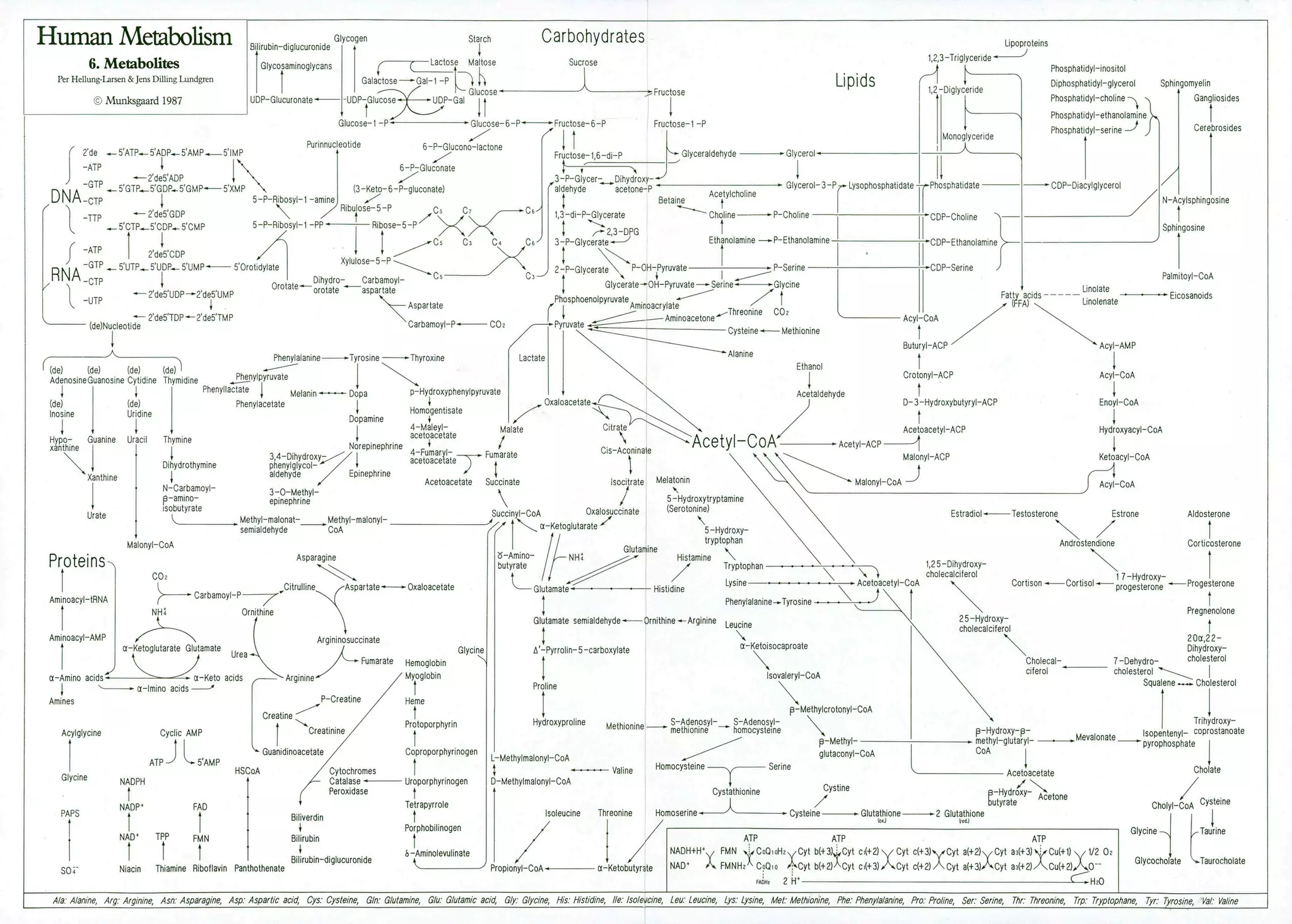 Human metabolism manual, map, enymes, hormones, pathways etc | PDF ...