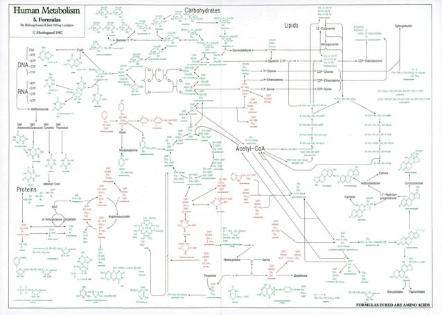 Human metabolism manual, map, enymes, hormones, pathways etc | PPT