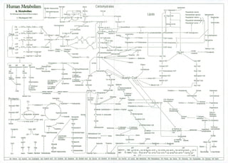 Human metabolism manual, map, enymes, hormones, pathways etc | PDF