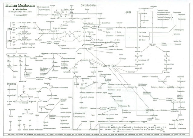Human metabolism manual, map, enymes, hormones, pathways etc | PDF ...