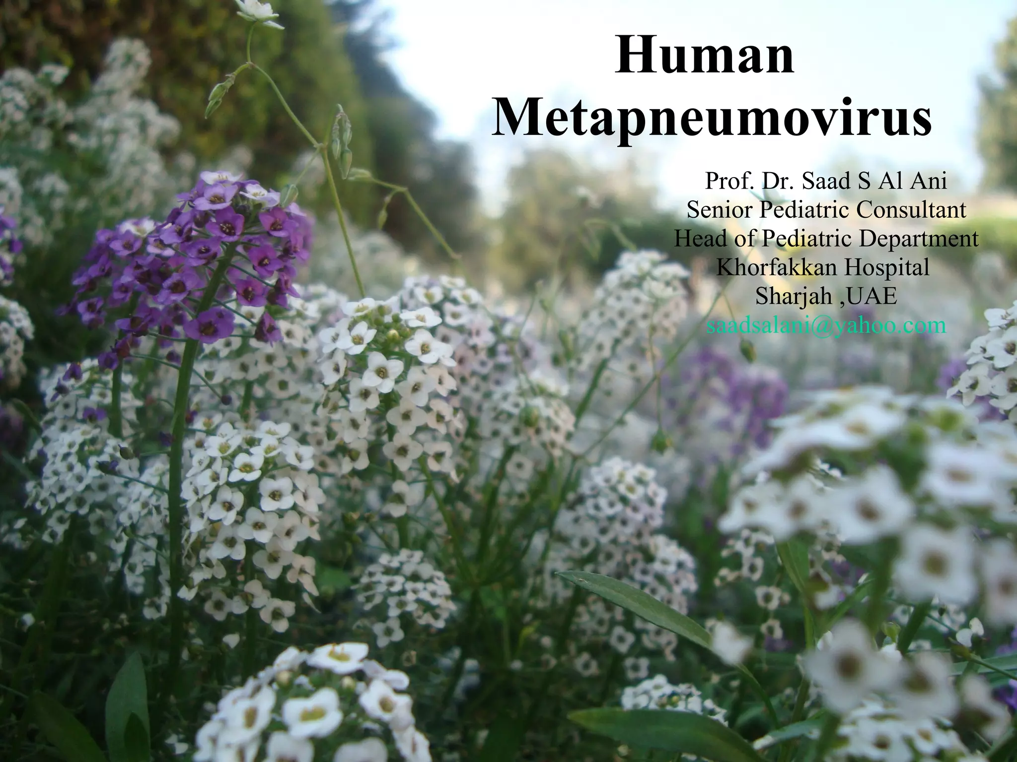Human metapneumovirus | PPT