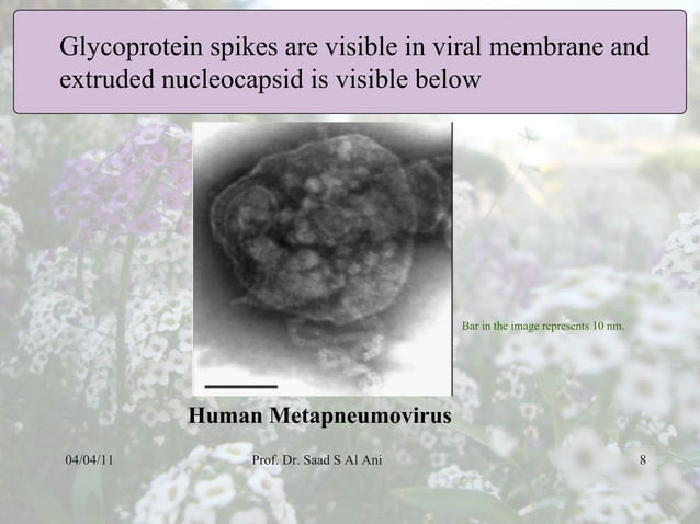Human metapneumovirus | PPT | Lung and Respiratory Health | Diseases ...
