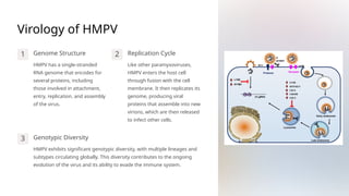 Human Metapneumovirus (HMPV) A Comprehensive Overview on Slideshare by ...